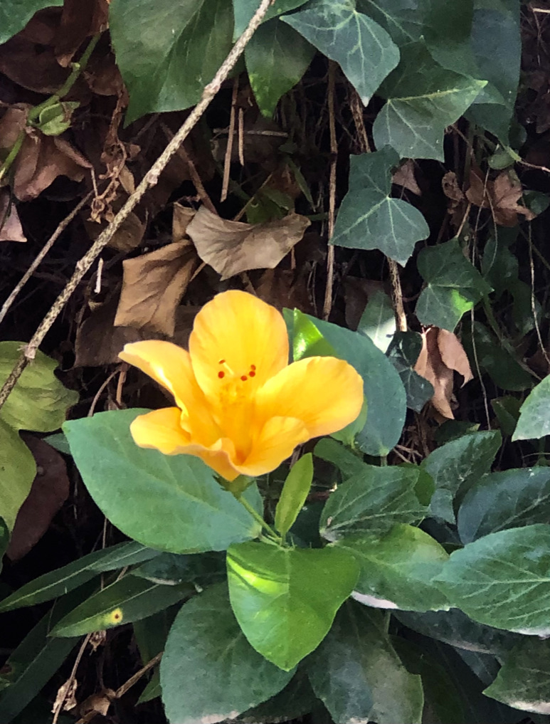 Blomsterprakt i Spania!